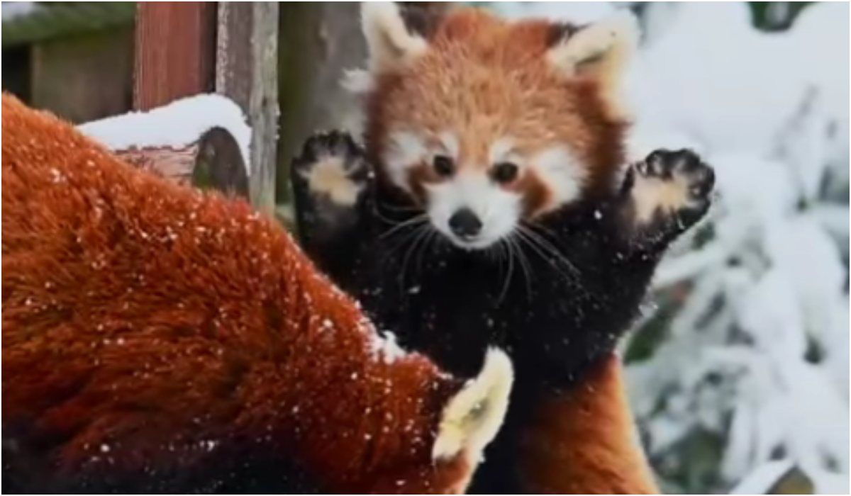Pandka ruda po raz pierwszy w życiu widzi śnieg. Jej radość jest wręcz ...