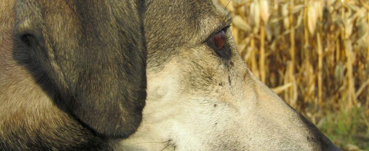 Chart arabski - dystyngowany chart z Północnej Afryki