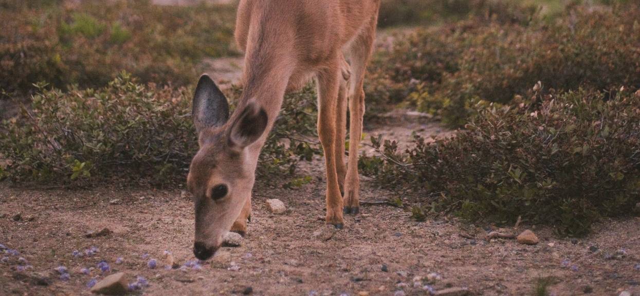 Biała sarna napotkana w polskim lesie. Jest niezwykle rzadka