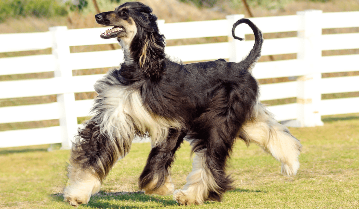 Najszybsze rasy psów. Od tych czworonogów szybszy jest tylko wiatr
