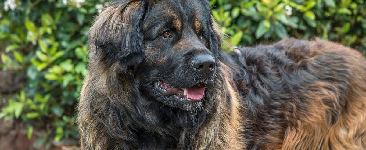 Leonberger – pies jak lew