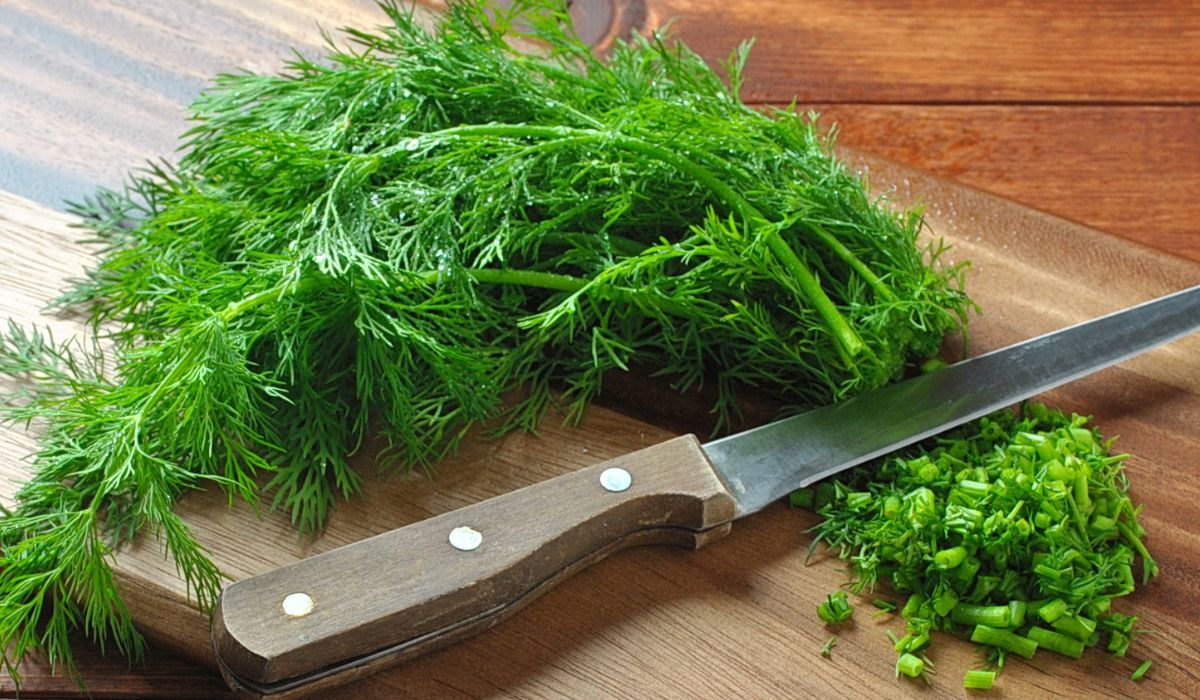 W jaki sposób najlepiej utrwalić koperek? Aromatyczny dodatek zawsze ...