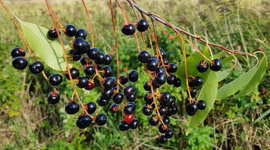 Na co pomagają owoce czeremchy?
