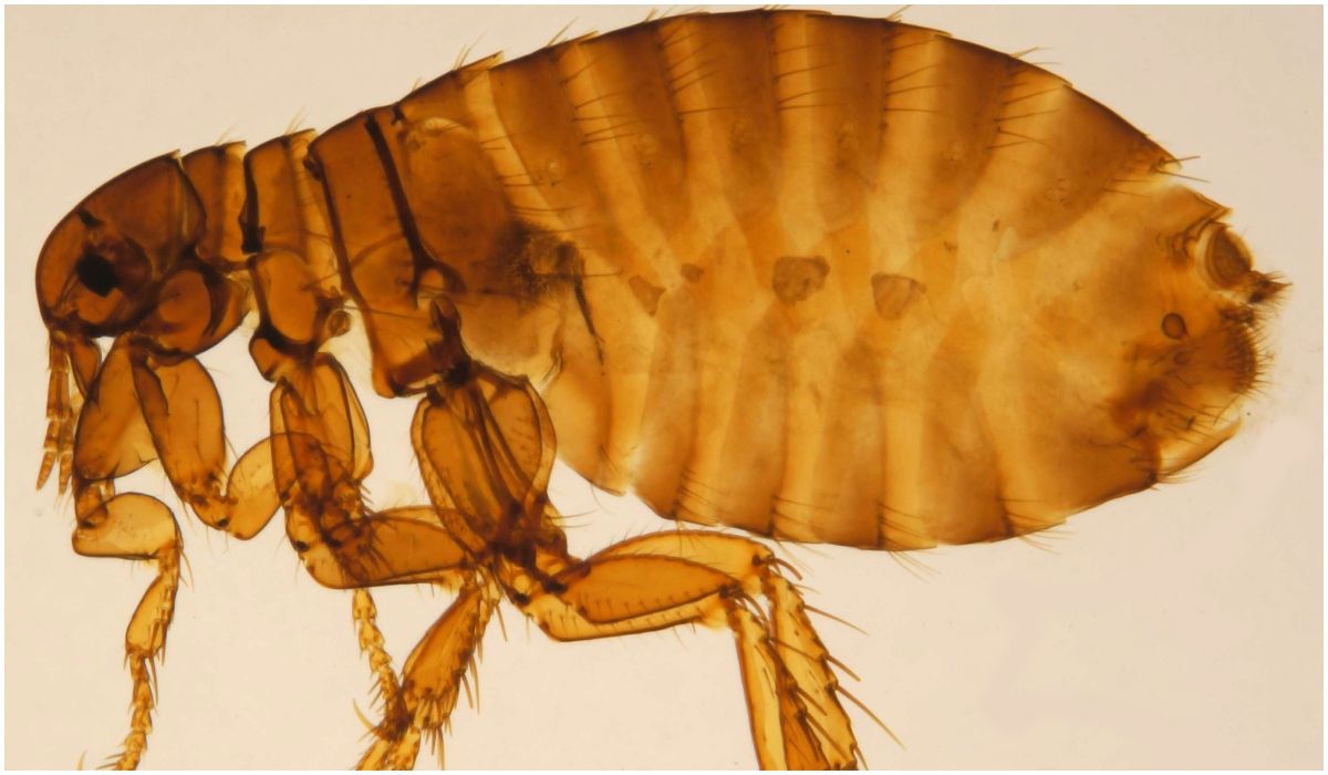 Najbardziej niebezpieczne owady w Polsce. Uważaj, niektóre mogą ...