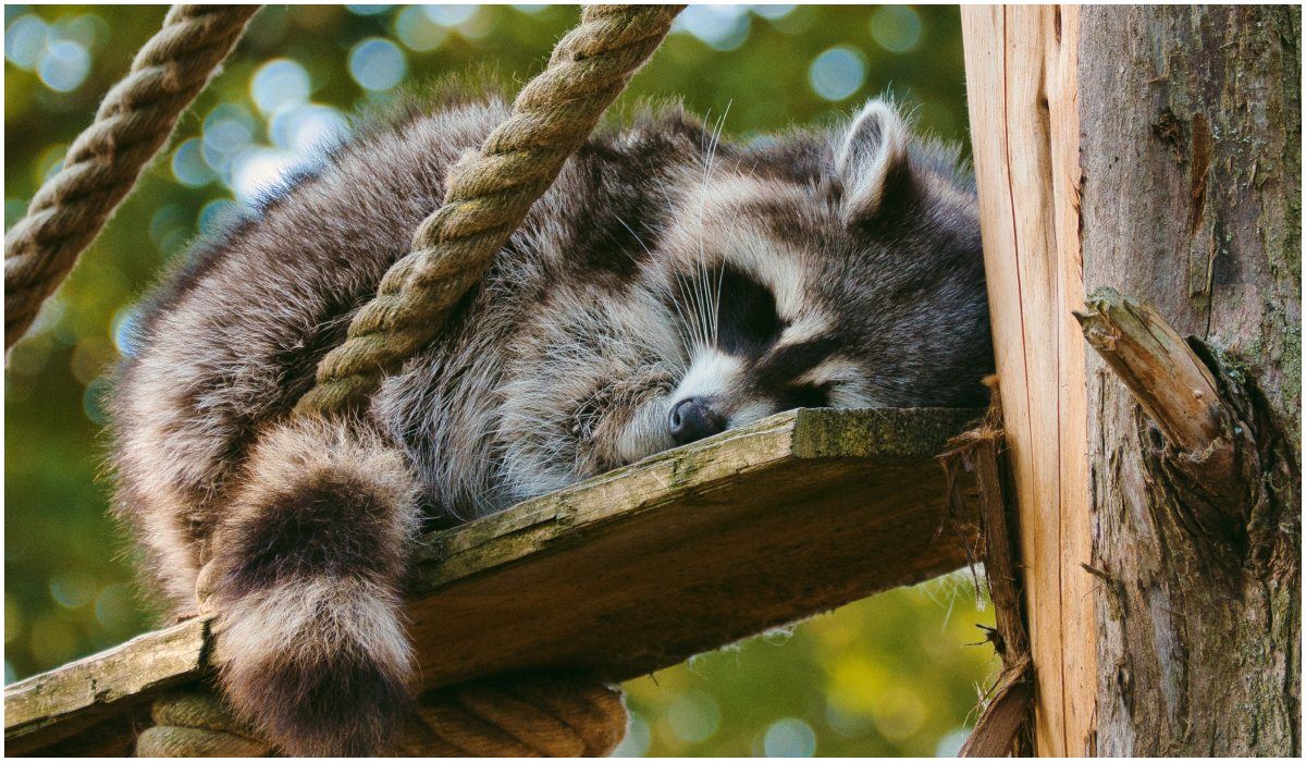 Jakie zwierzęta zapadają w sen zimowy? Nie tylko niedźwiedź i jeż ...